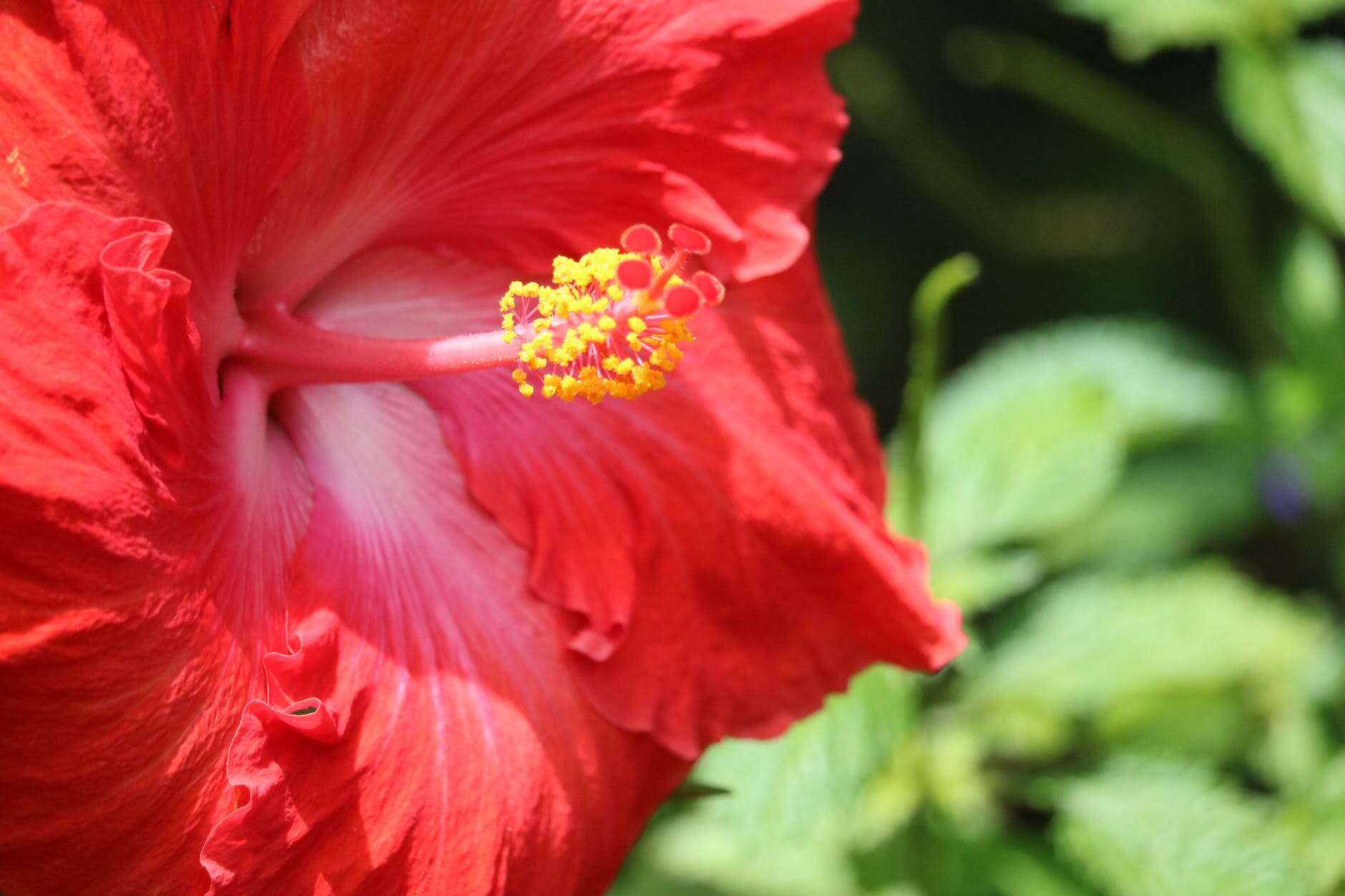How To Make Hibiscus Tea For Weight Loss
