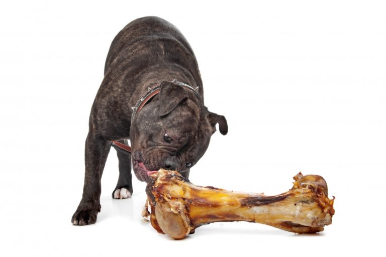 Why Do Dogs Like Bones? 5 Reasons Why To Feed Them Bones