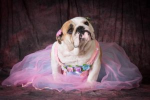 95+ Mystical, Cosmic & Spiritual Dog Names - 2023 Updated